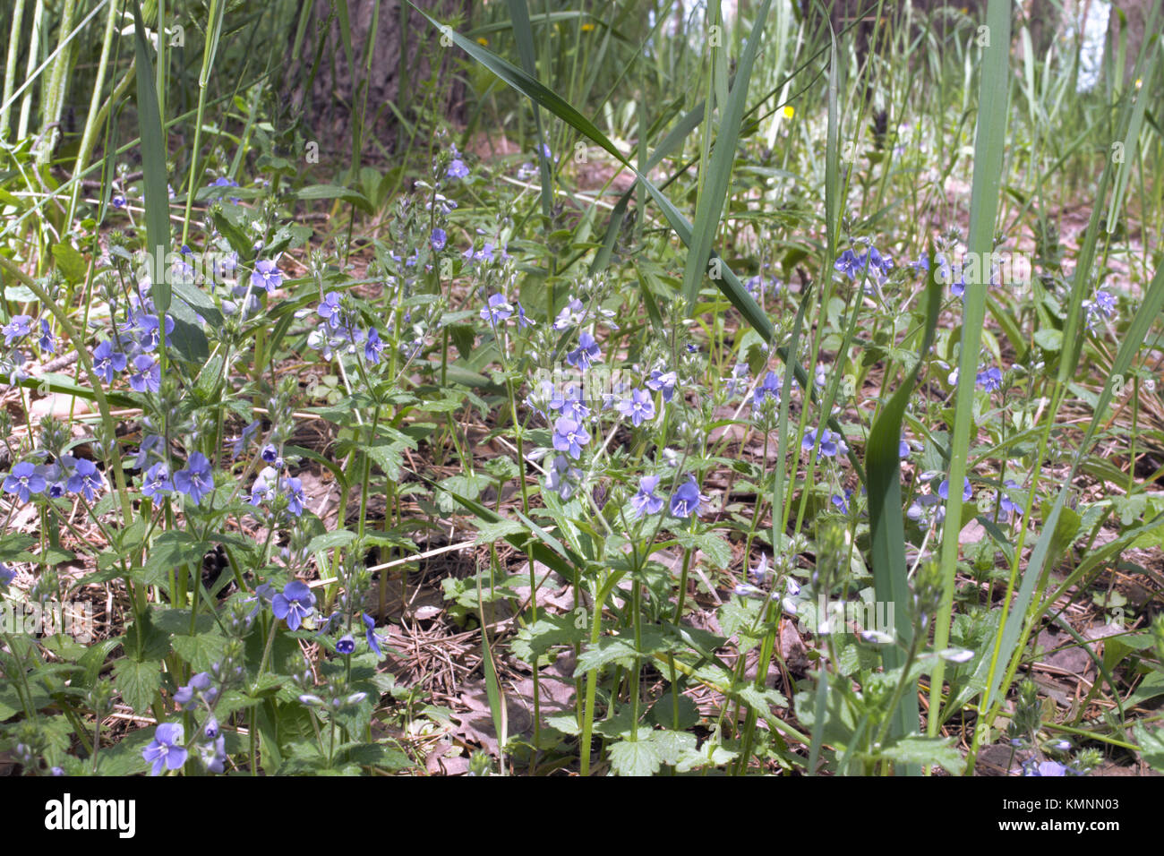 Germander Speedwell young blue flowers on forest glade Stock Photo - Alamy