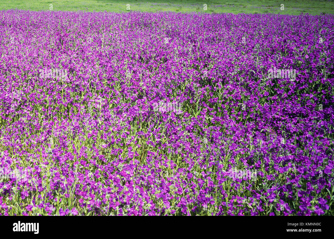 Patterson s curse plant hi-res stock photography and images - Alamy