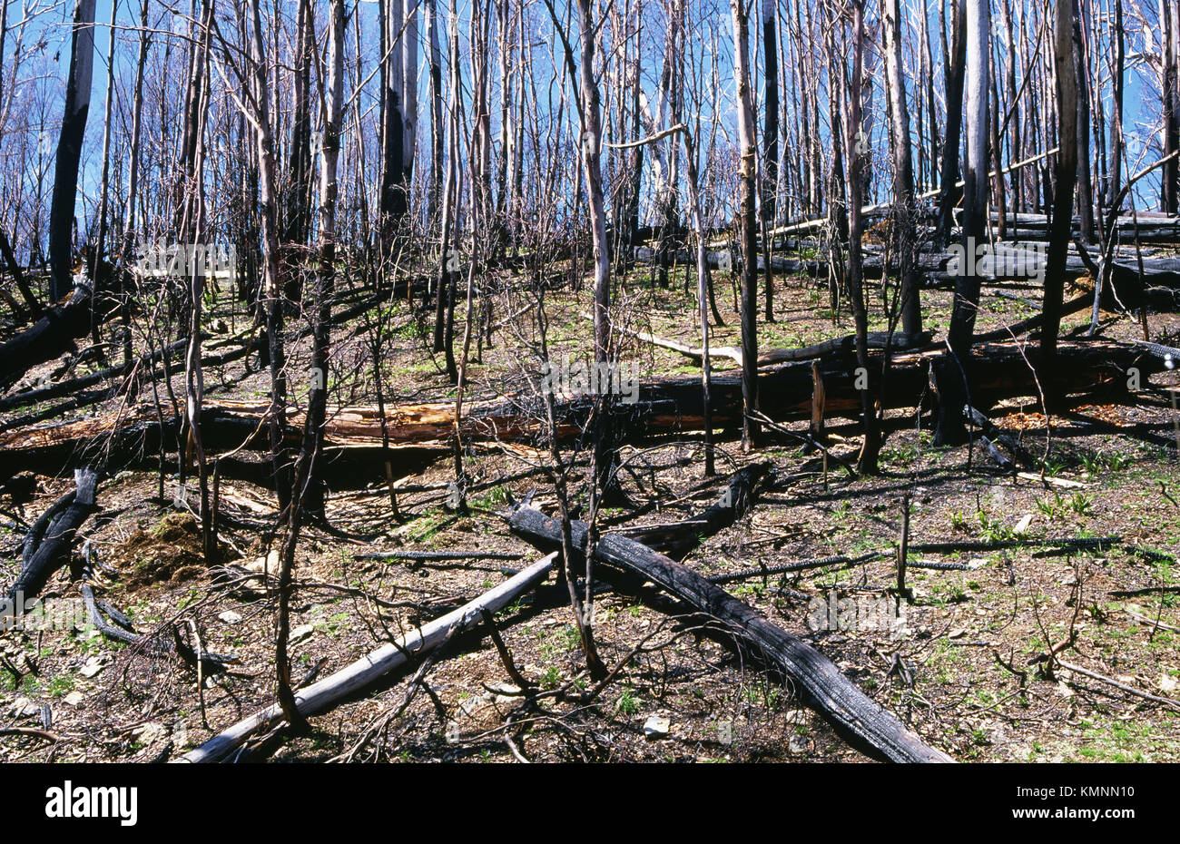 Remnant trees after forestry fires Stock Photo - Alamy