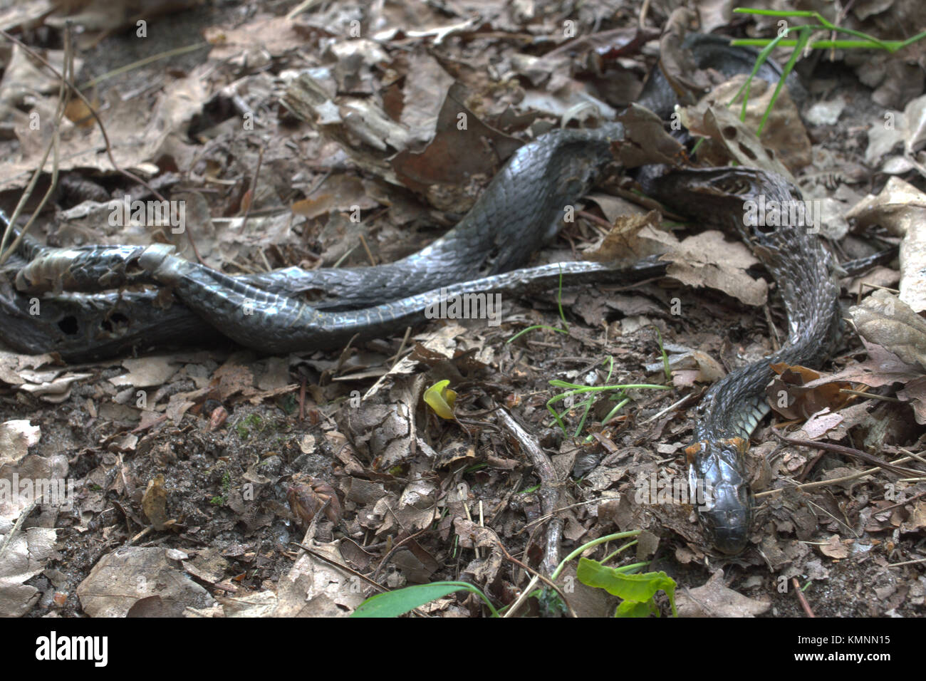 half-decayed corpse of grass snake among the fallen leaves. Closeup ...