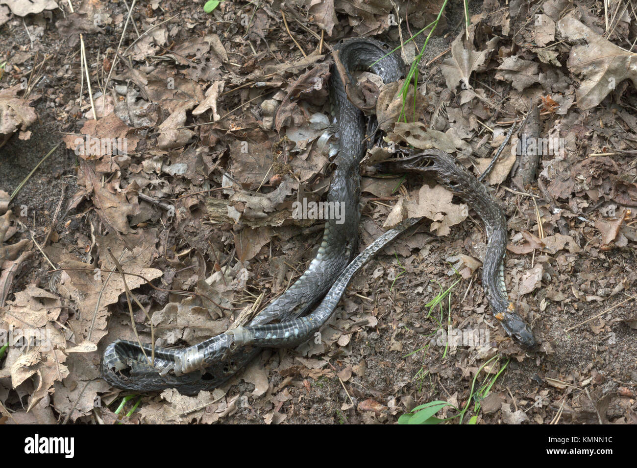 dead snake among the fallen leaves Stock Photo - Alamy