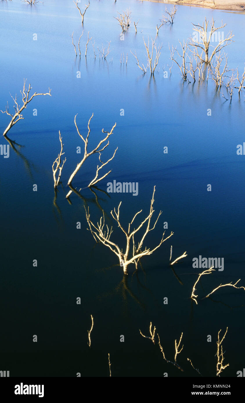 Drowned Tree High Resolution Stock Photography and Images - Alamy