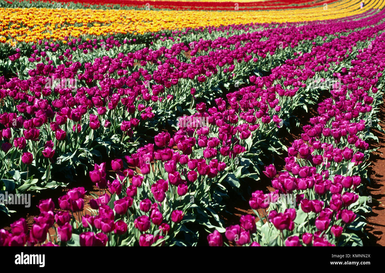 Tulip displays hi-res stock photography and images - Alamy