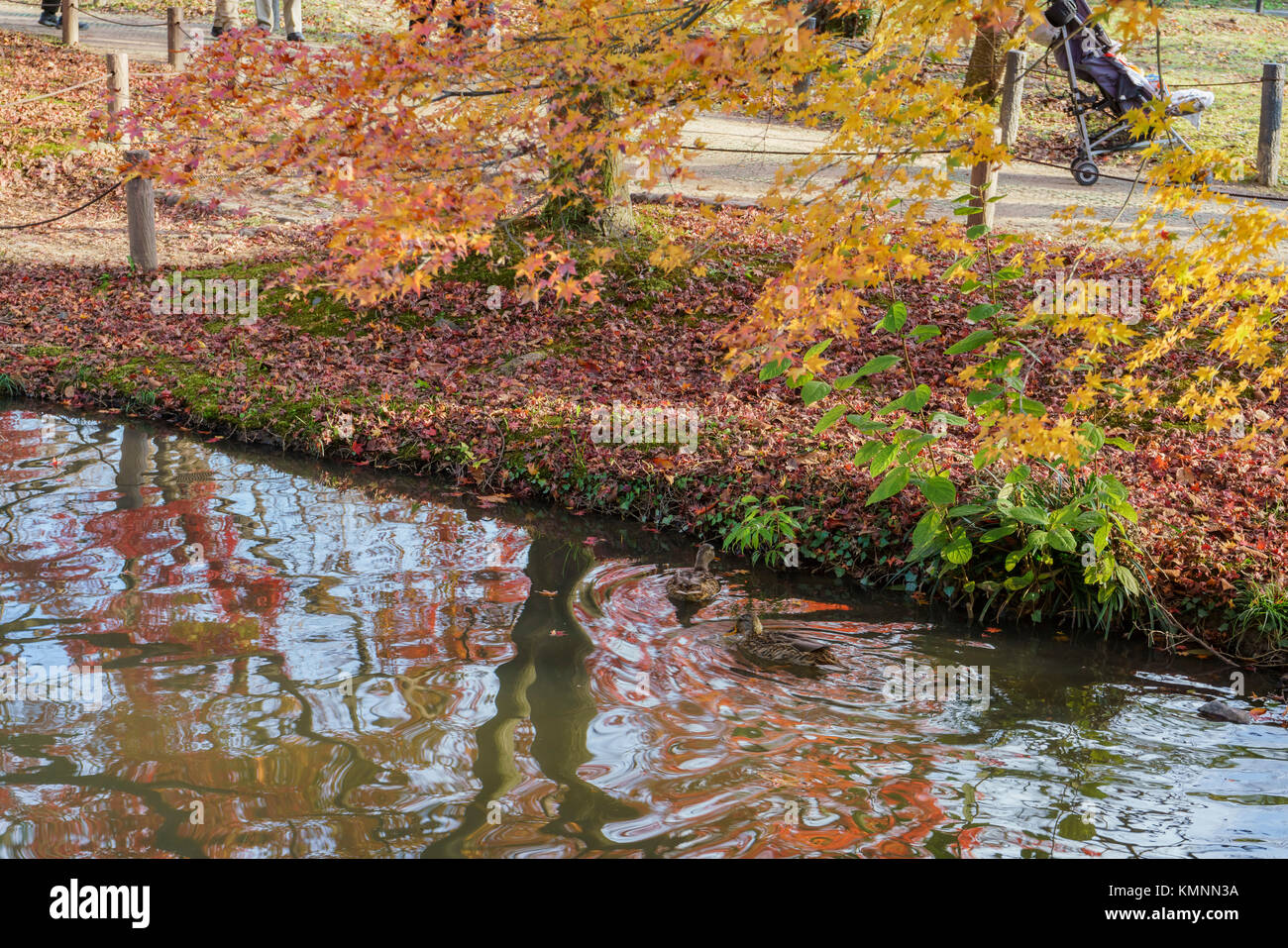Beautiful fall color of Kyoto Botanical Garden, Kyoto, Japan Stock ...