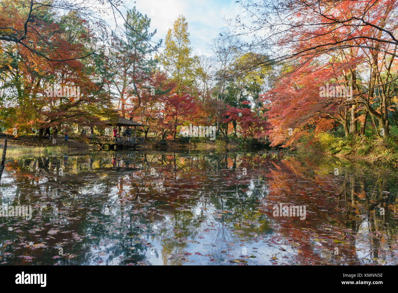 Beautiful fall color of Kyoto Botanical Garden, Kyoto, Japan Stock ...