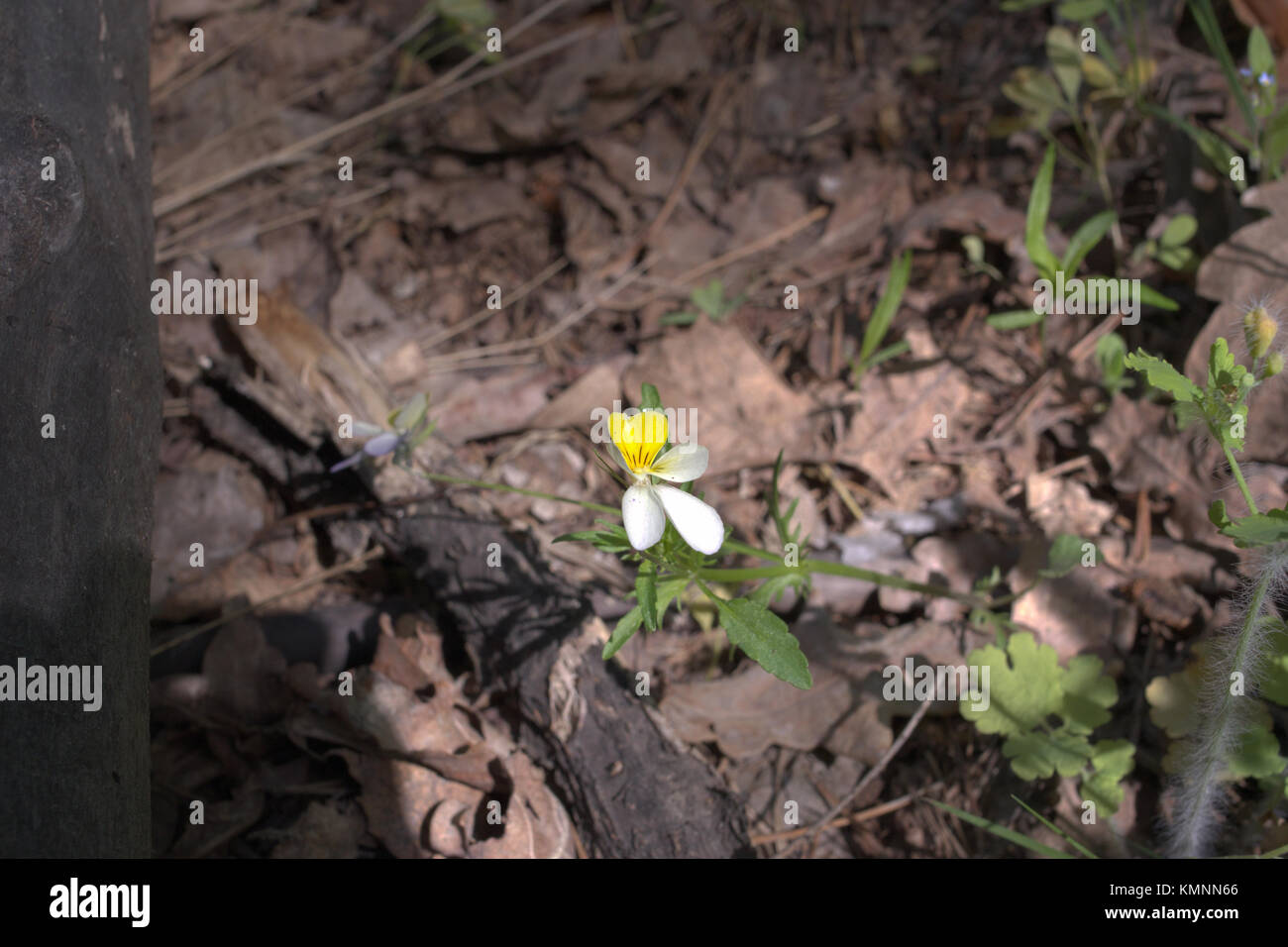 European field violet in the dense forest shade Stock Photo - Alamy