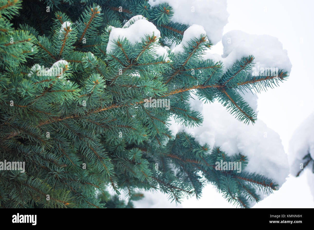 Green fluffy fir tree branch in the snow, Christmas wallpaper concept ...