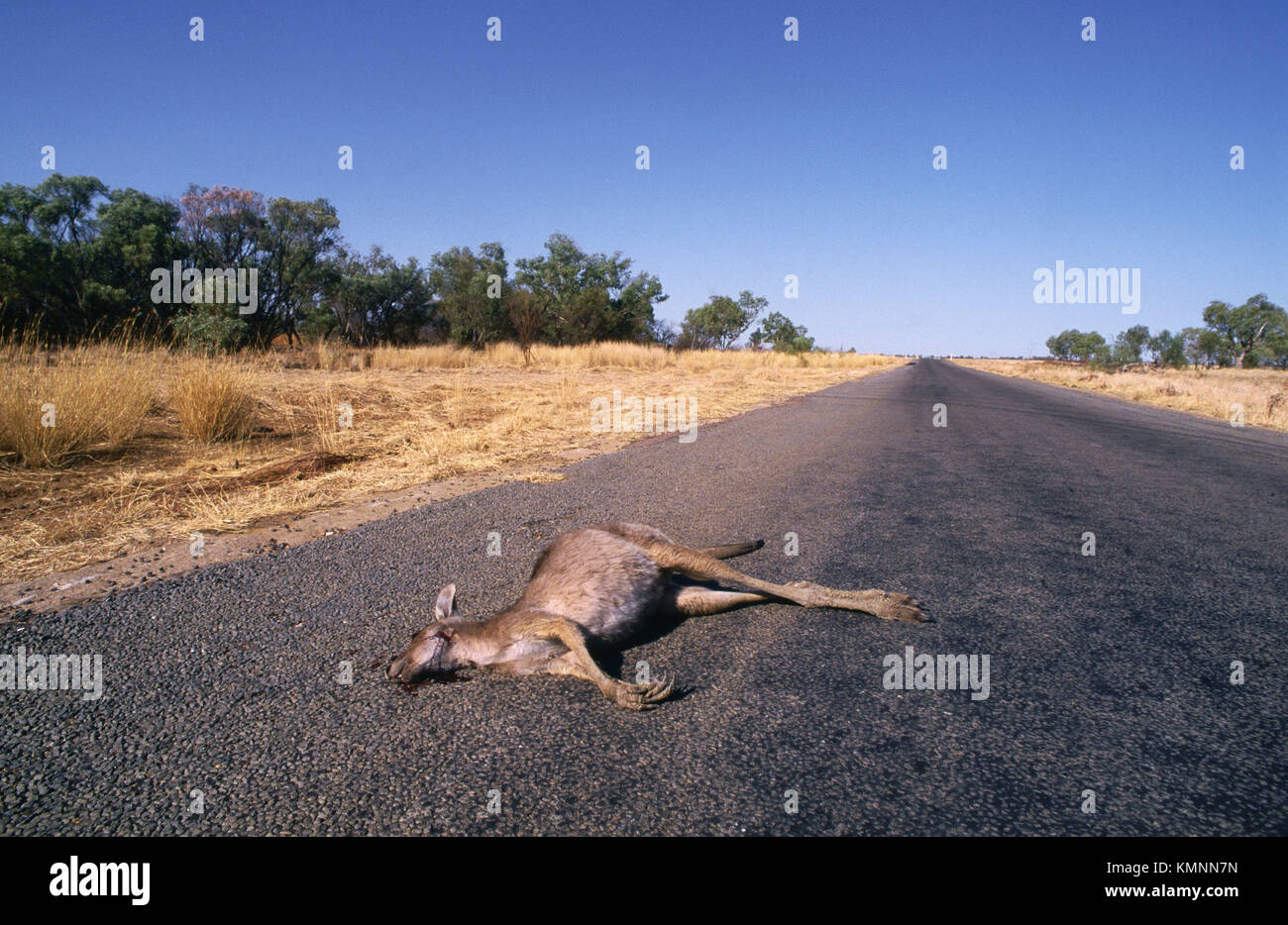 Roadkill kangaroo hi-res stock photography and images - Alamy