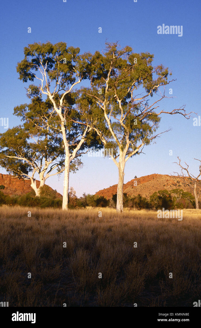Ghost Gum Eucalyptus Papuana High Resolution Stock Photography and ...