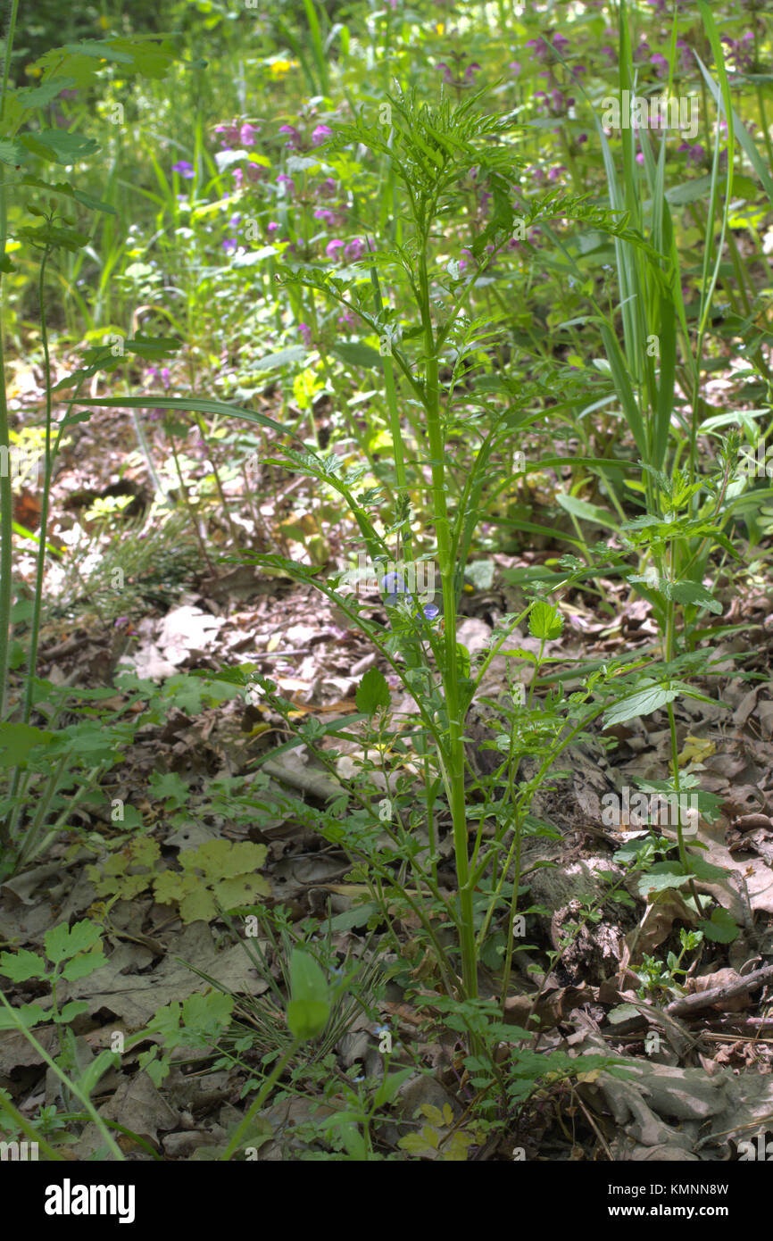 forest mix of flowers and herbs, growing in deciduous forest Stock ...