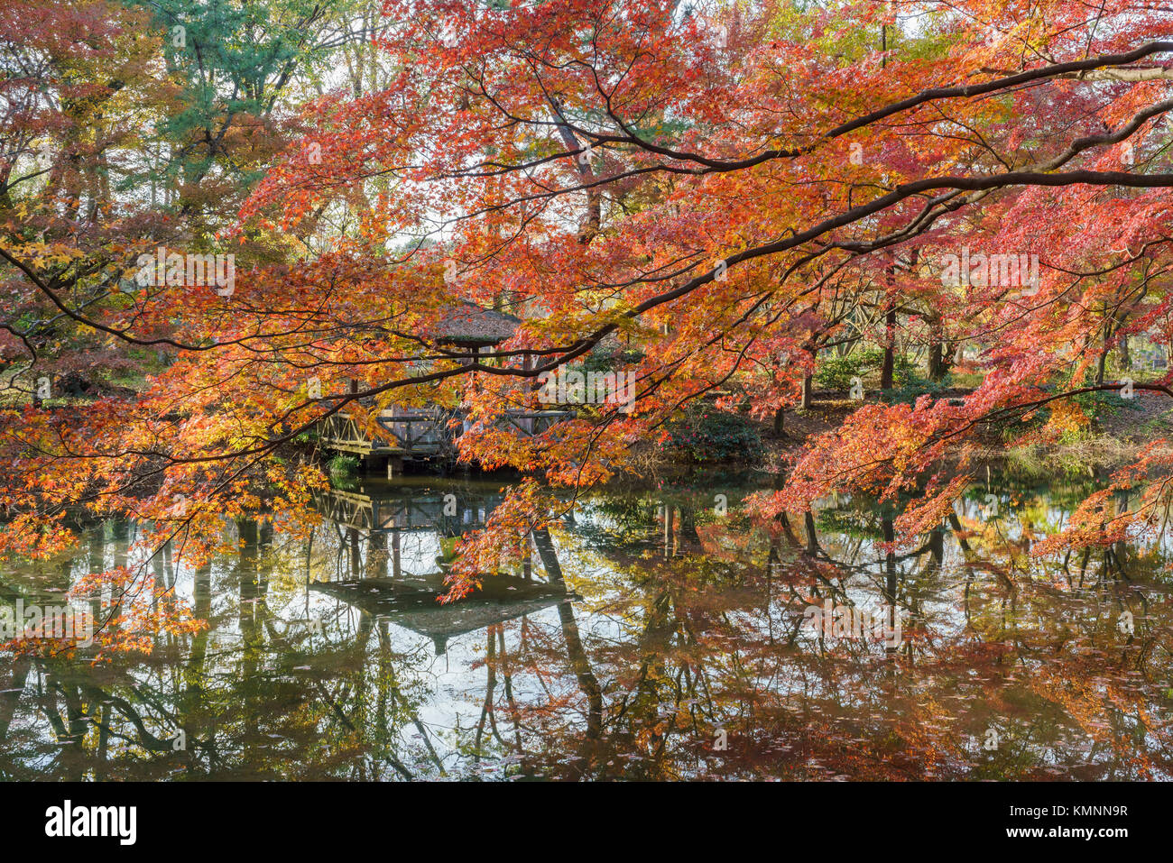 Beautiful fall color of Kyoto Botanical Garden, Kyoto, Japan Stock ...