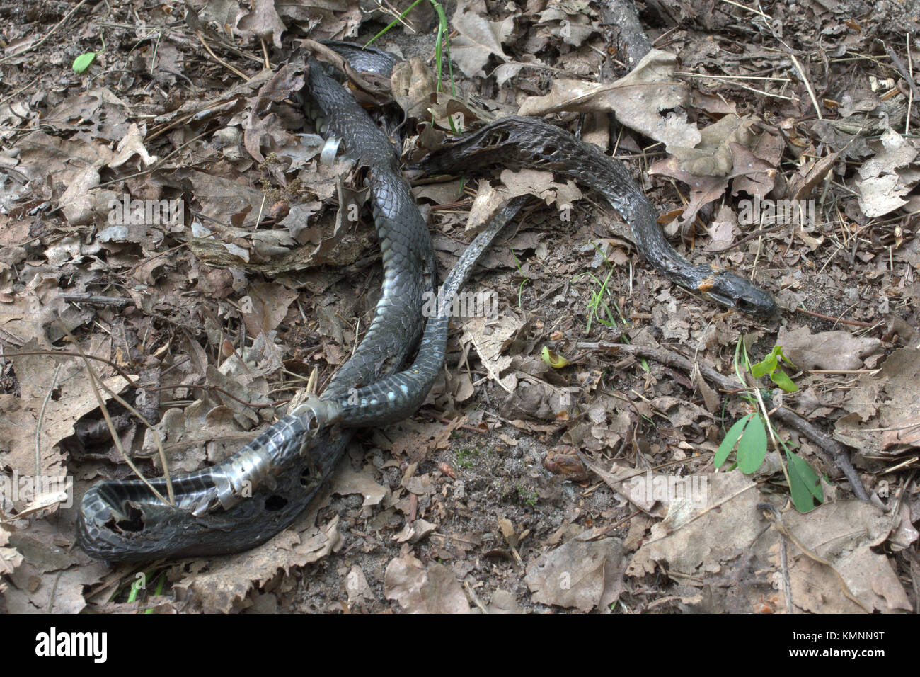 Decomposed body hi-res stock photography and images - Alamy