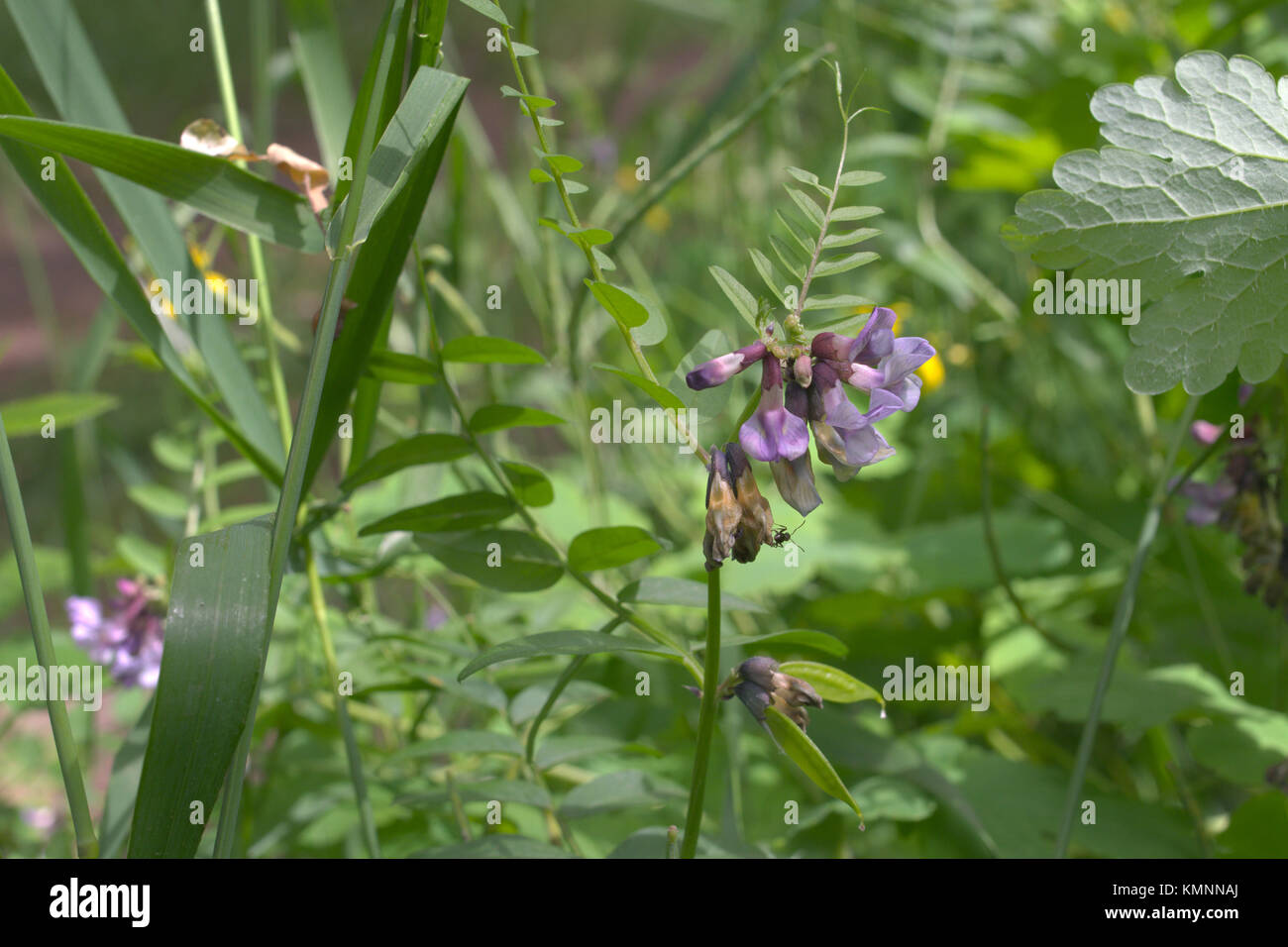 Hedge vetch Pink flowers and whiskered ant on a withered bud Stock ...