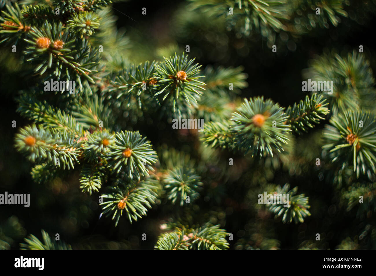 Green fluffy fir tree branch close up, Christmas wallpaper concept ...