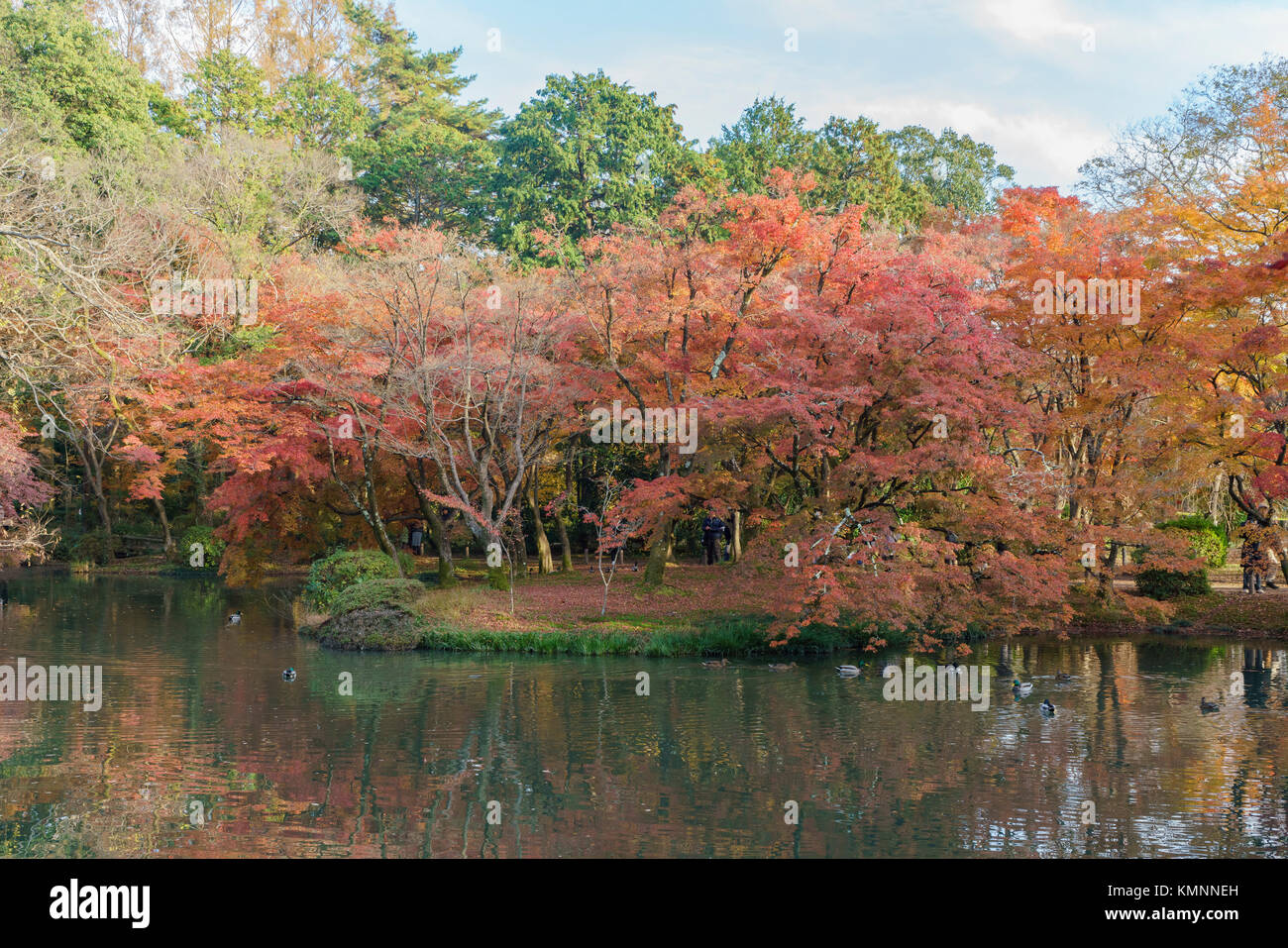 Beautiful fall color of Kyoto Botanical Garden, Kyoto, Japan Stock ...