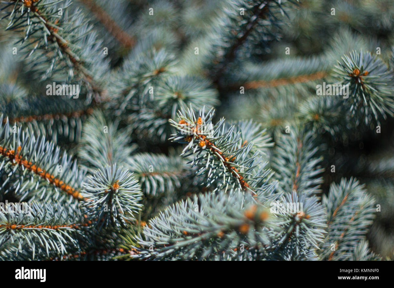 Green fluffy fir tree branch close up, Christmas wallpaper concept ...