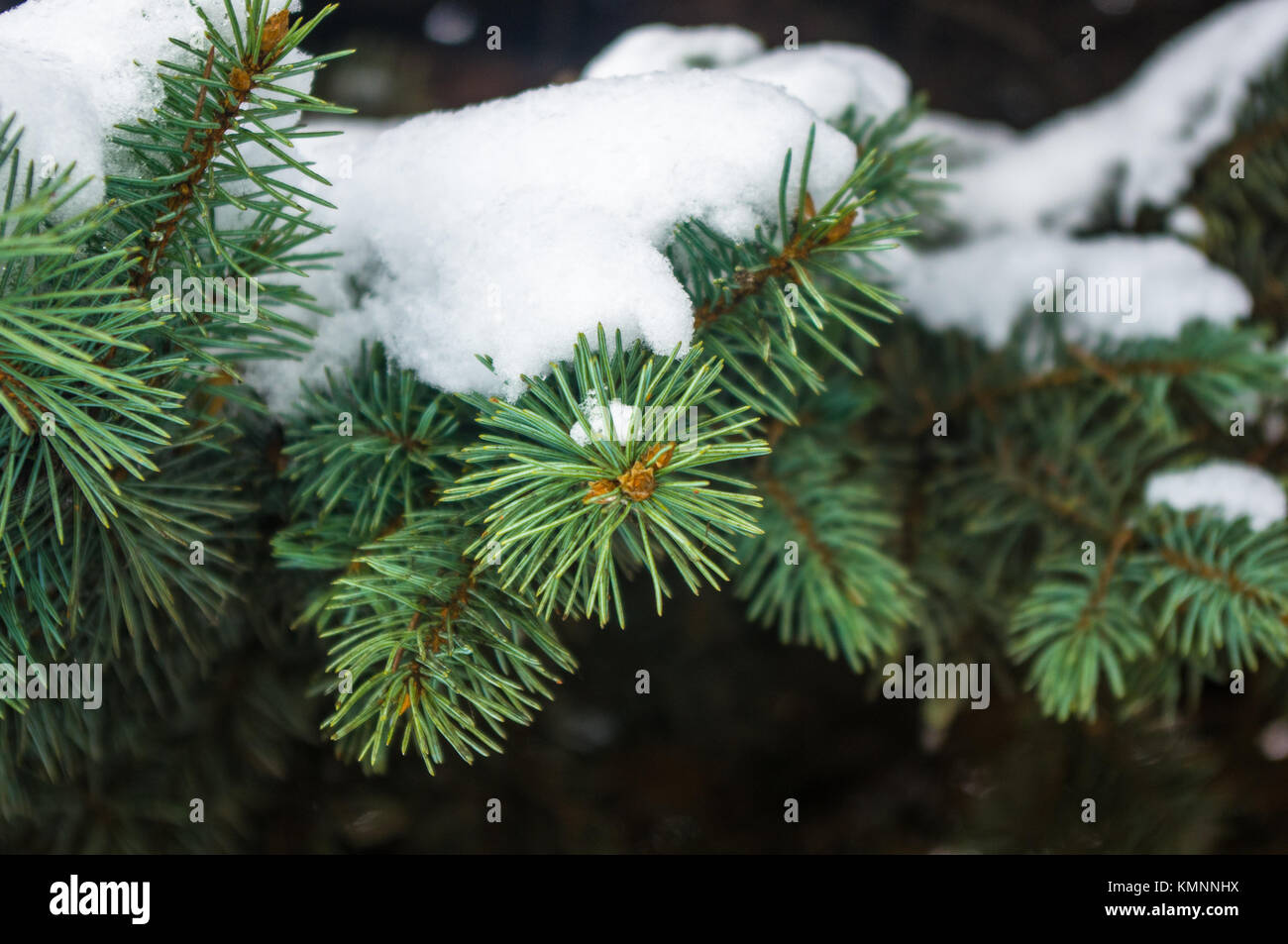 Green fluffy fir tree branch in the snow, Christmas wallpaper concept ...