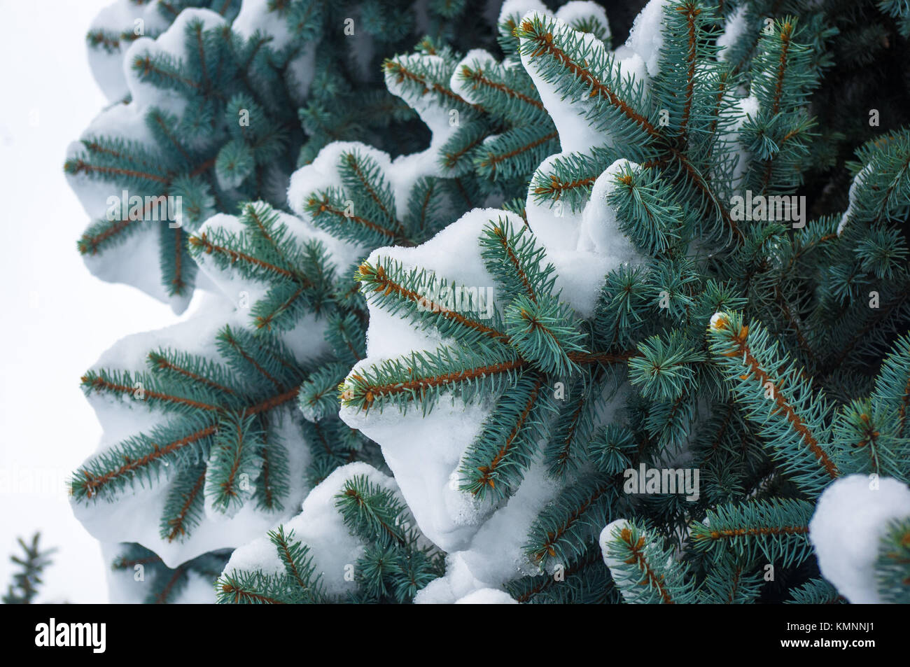 Green fluffy fir tree branch in the snow, Christmas wallpaper concept ...