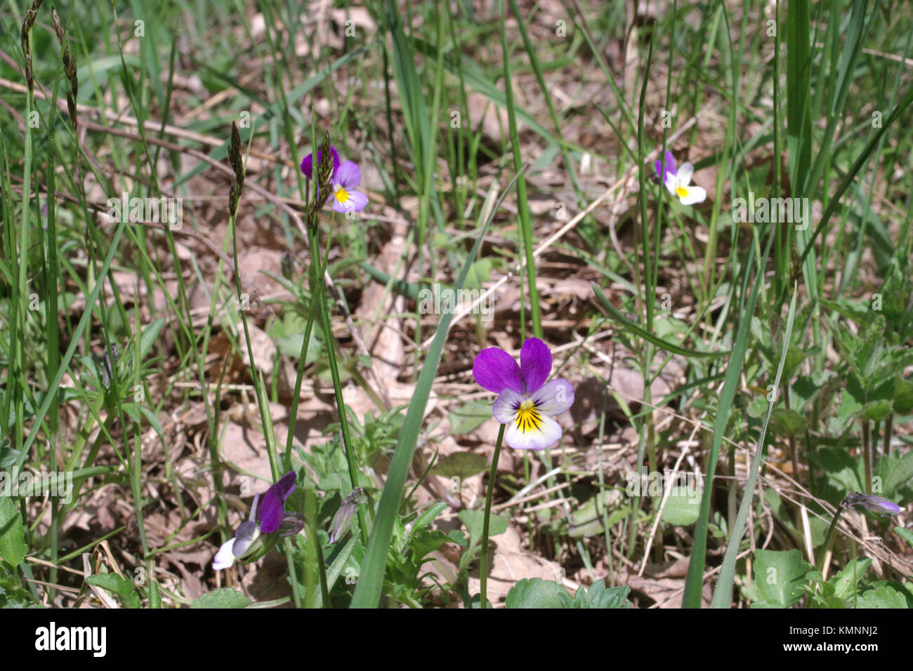 Colored violet viola tricolor hi-res stock photography and images - Alamy