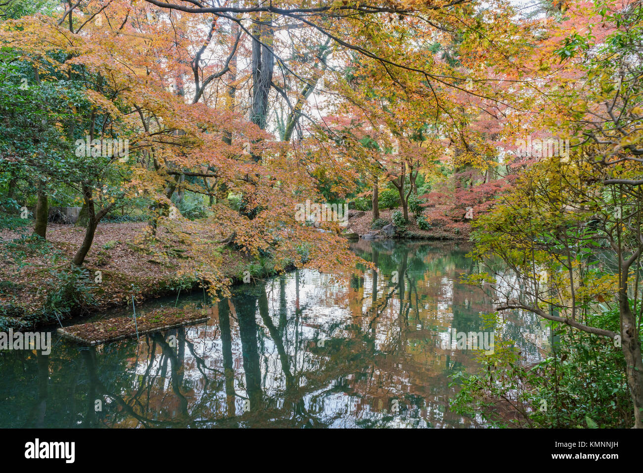 Beautiful fall color of Kyoto Botanical Garden, Kyoto, Japan Stock ...
