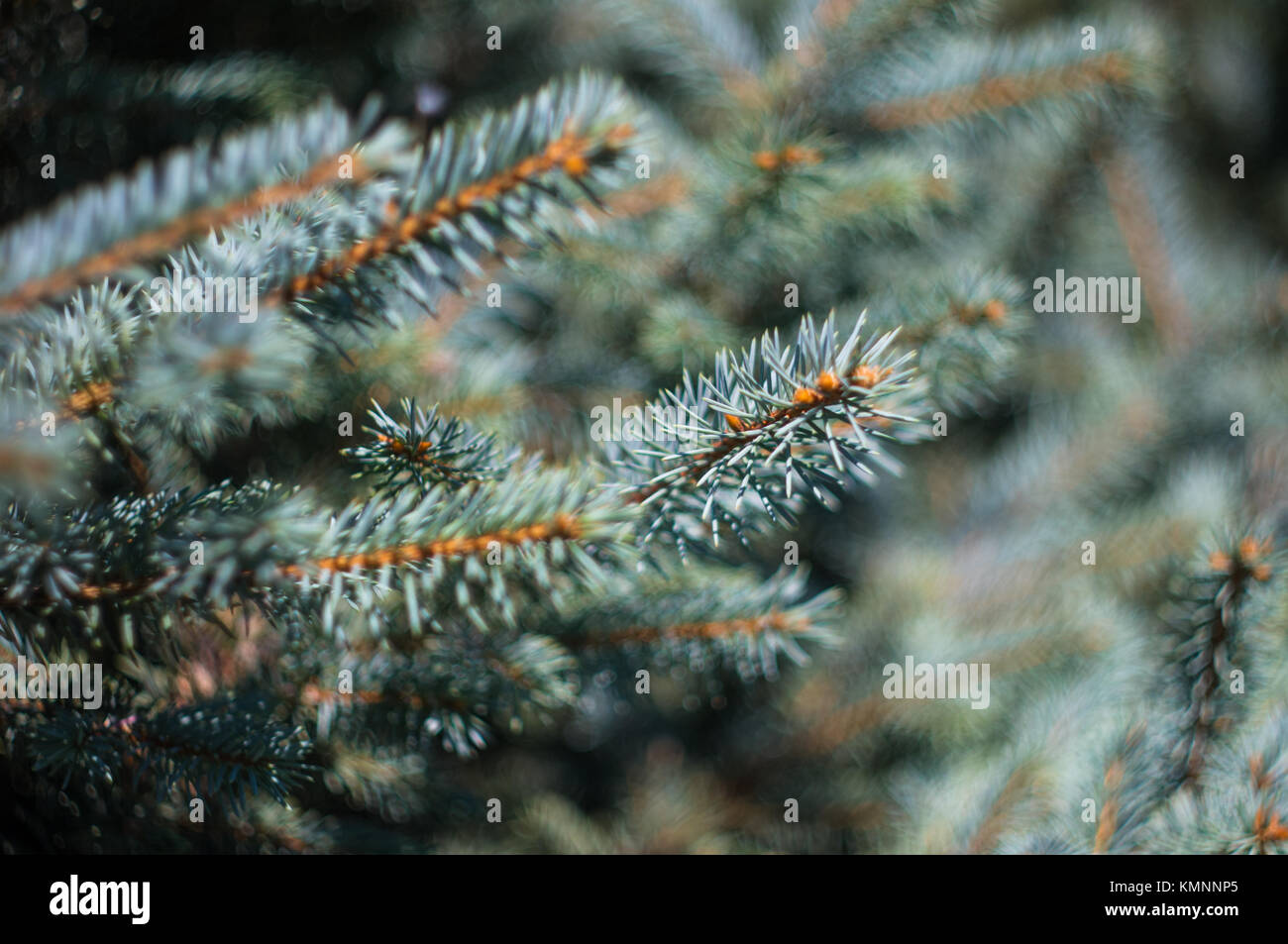 Green fluffy fir tree branch close up, Christmas wallpaper concept ...