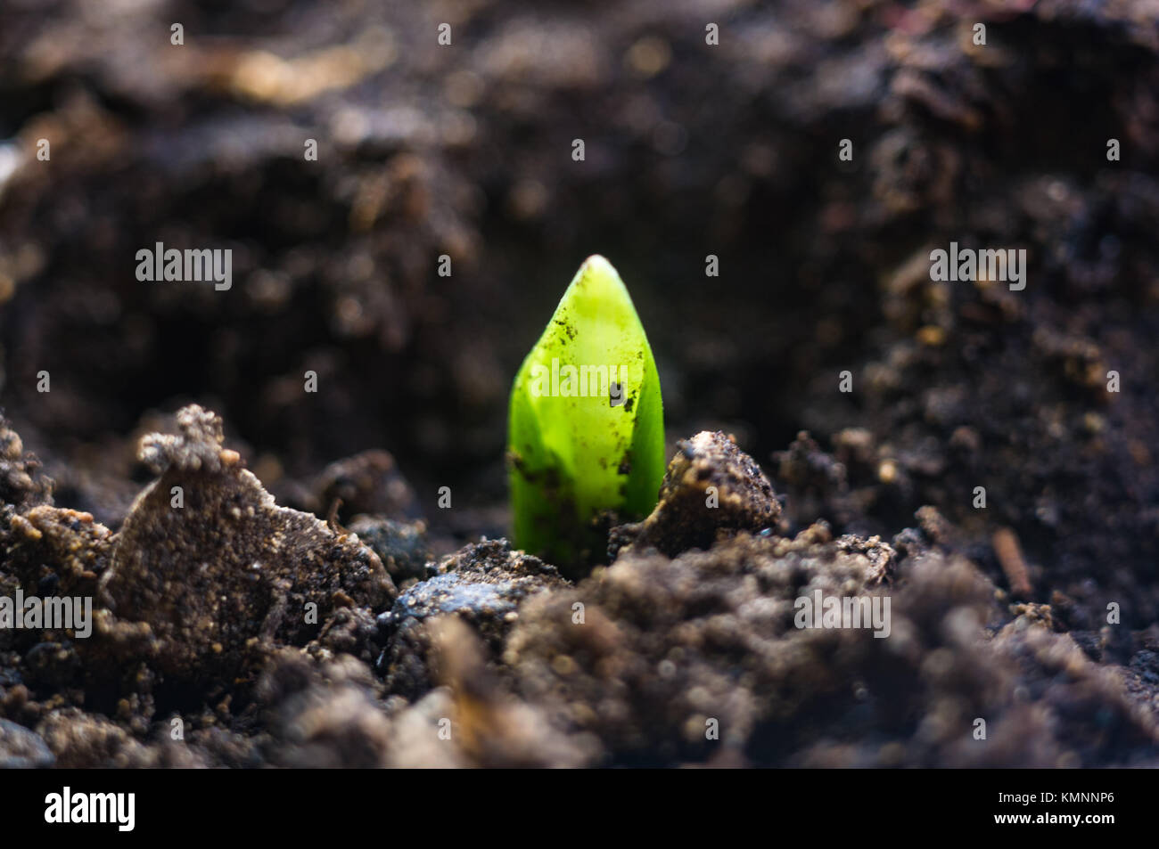 growing little green sprouts of young plants in sunlight Stock Photo ...
