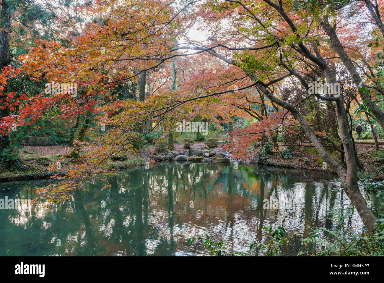 Beautiful fall color of Kyoto Botanical Garden, Kyoto, Japan Stock ...