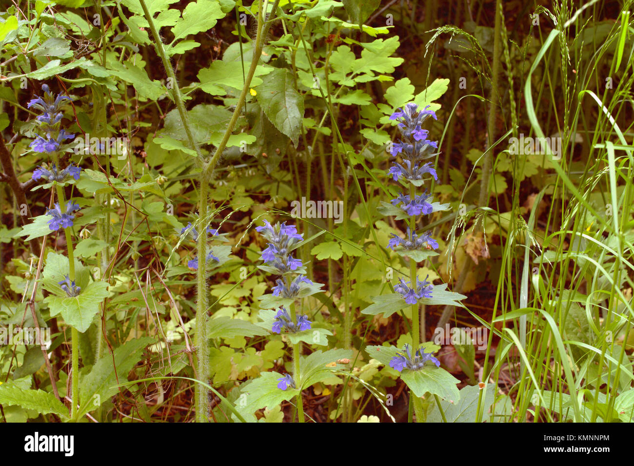 Long bugle hi-res stock photography and images - Alamy