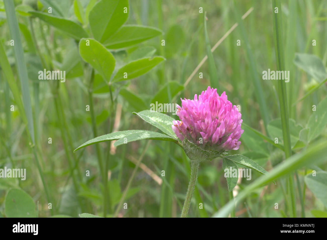 Big head clover hi-res stock photography and images - Alamy