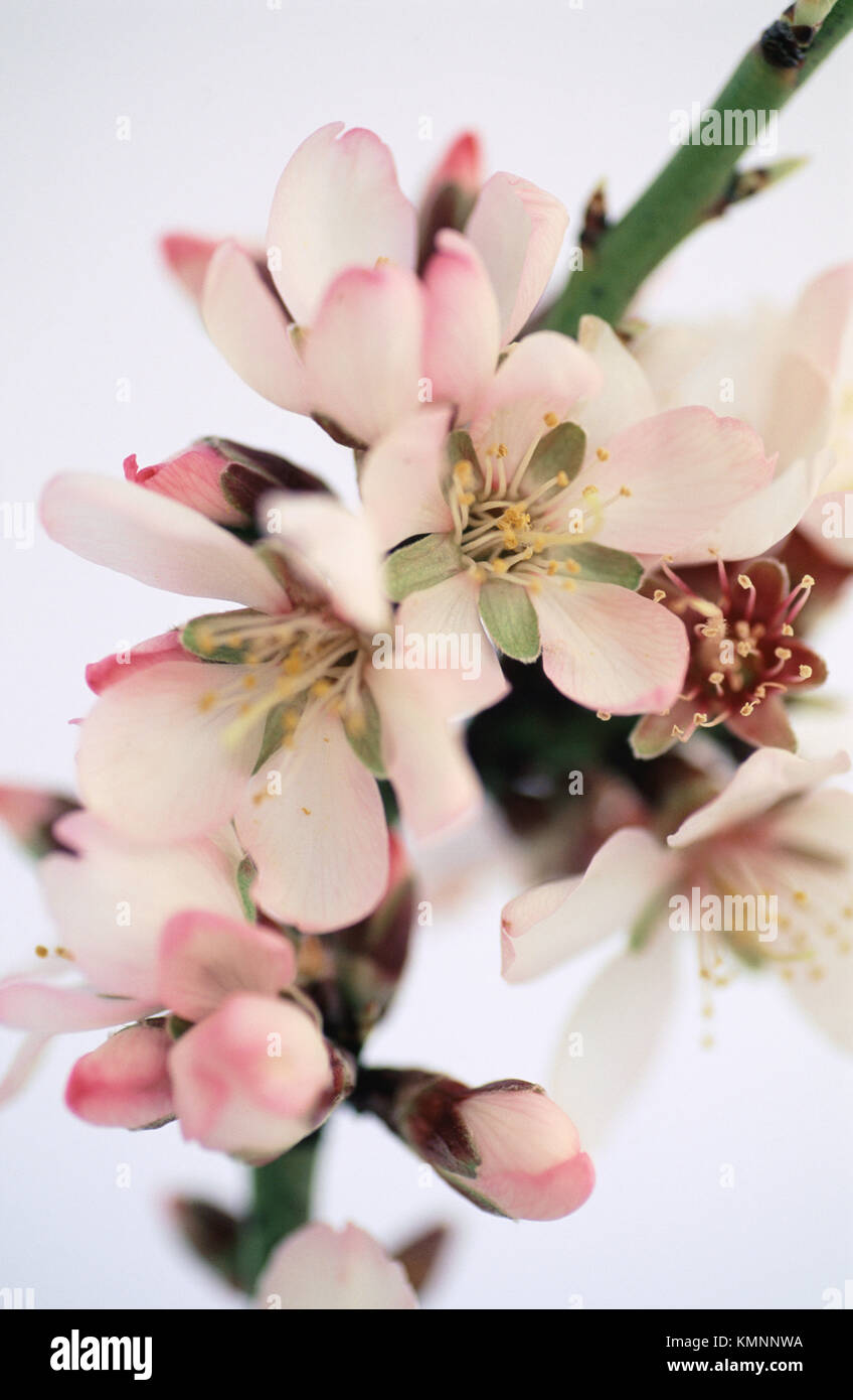 Amygdalus communis hi-res stock photography and images - Alamy