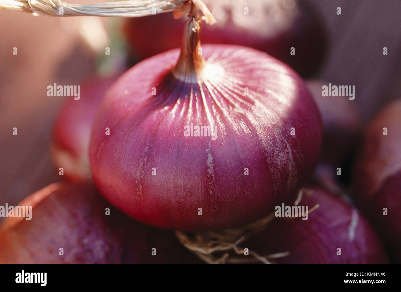 Red Spanish onions Stock Photo - Alamy