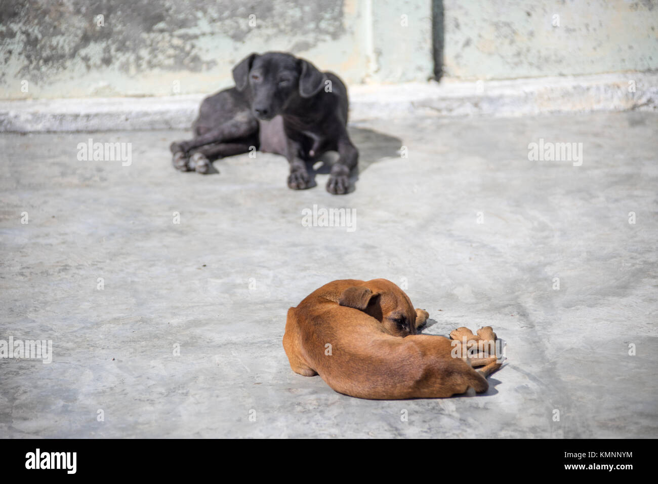 Dogs of cuba hi-res stock photography and images - Alamy
