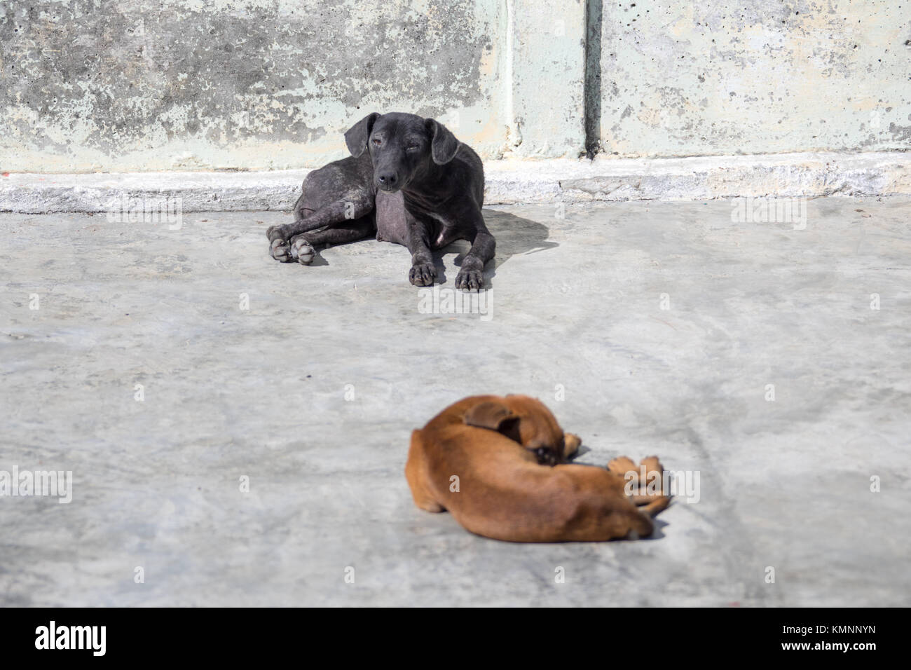 Sick stray hi-res stock photography and images - Alamy