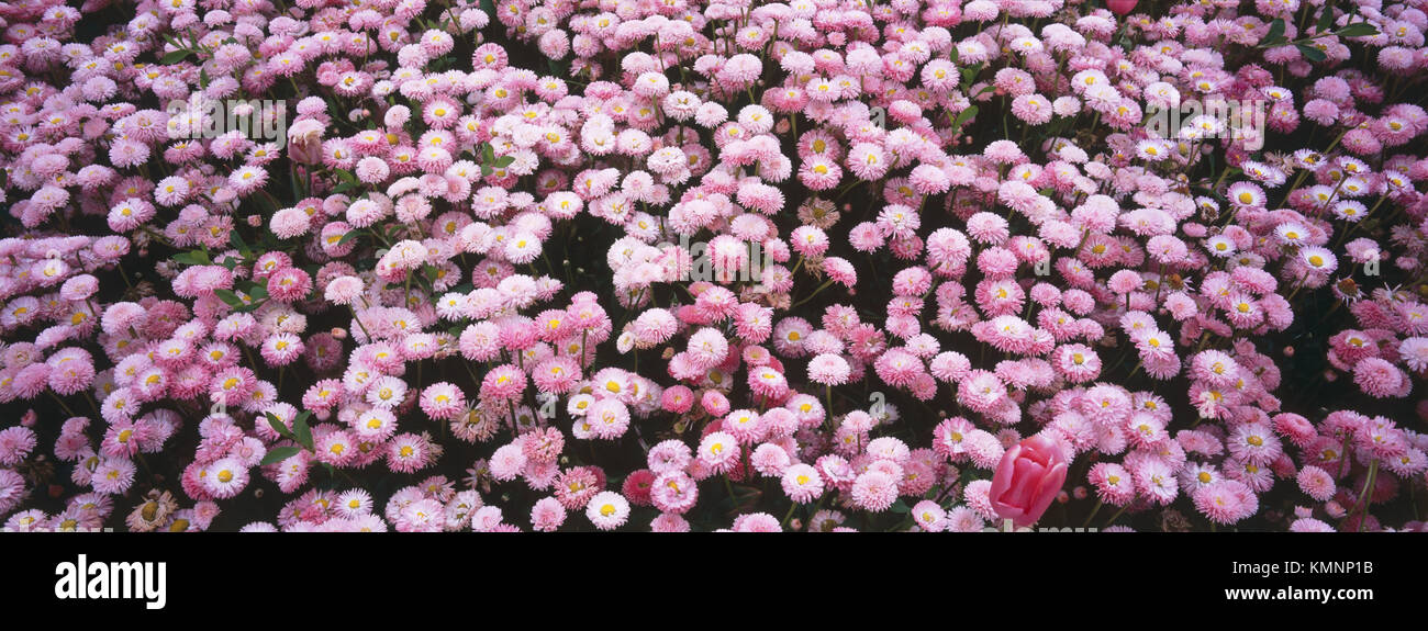 Spreading garden flower hi-res stock photography and images - Alamy