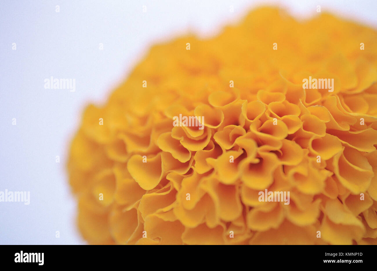Marigold tagetes sp hi-res stock photography and images - Alamy