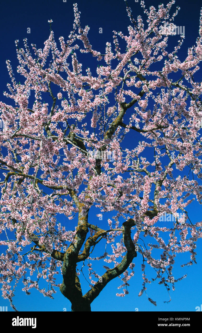 Almond tree Prunus communis or Pr dulcis Stock Photo - Alamy
