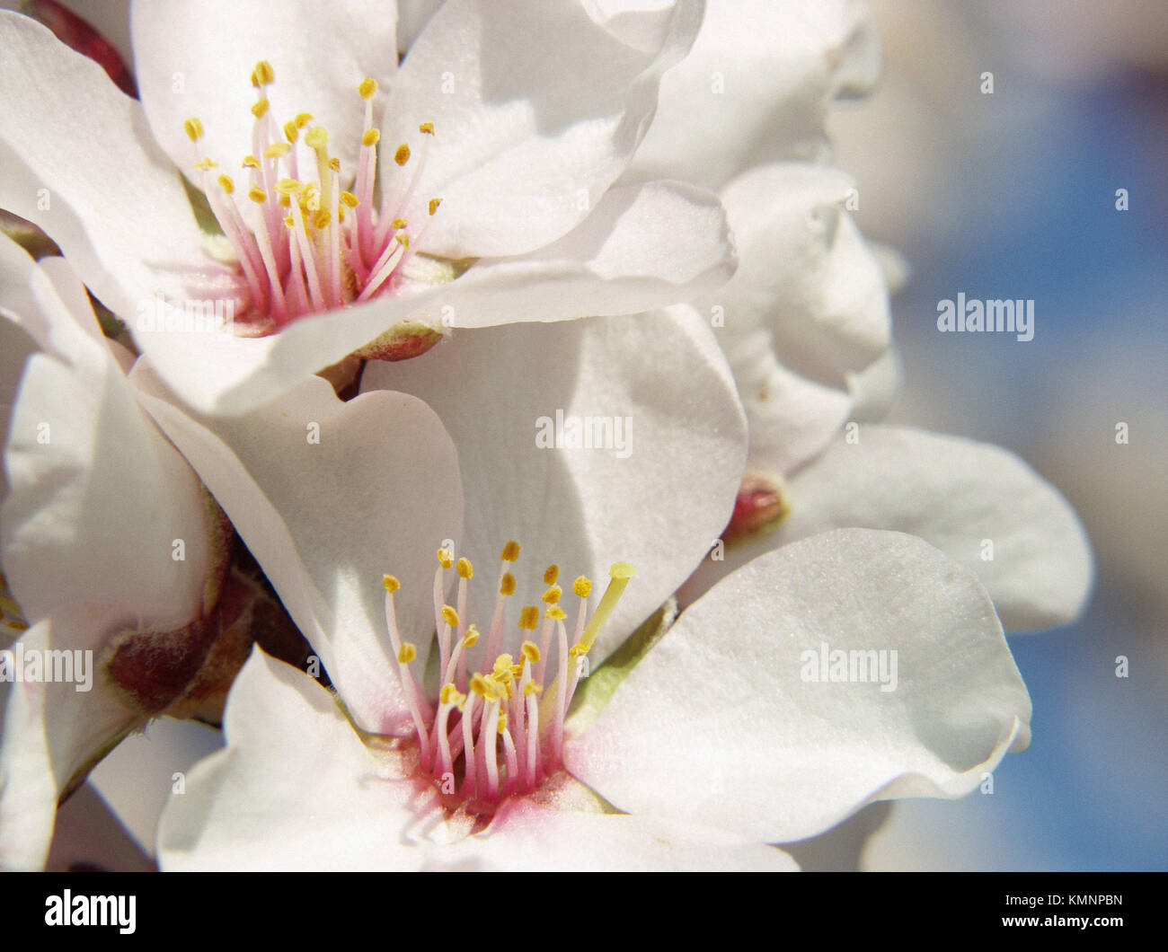 Almond tree flowers Stock Photo - Alamy