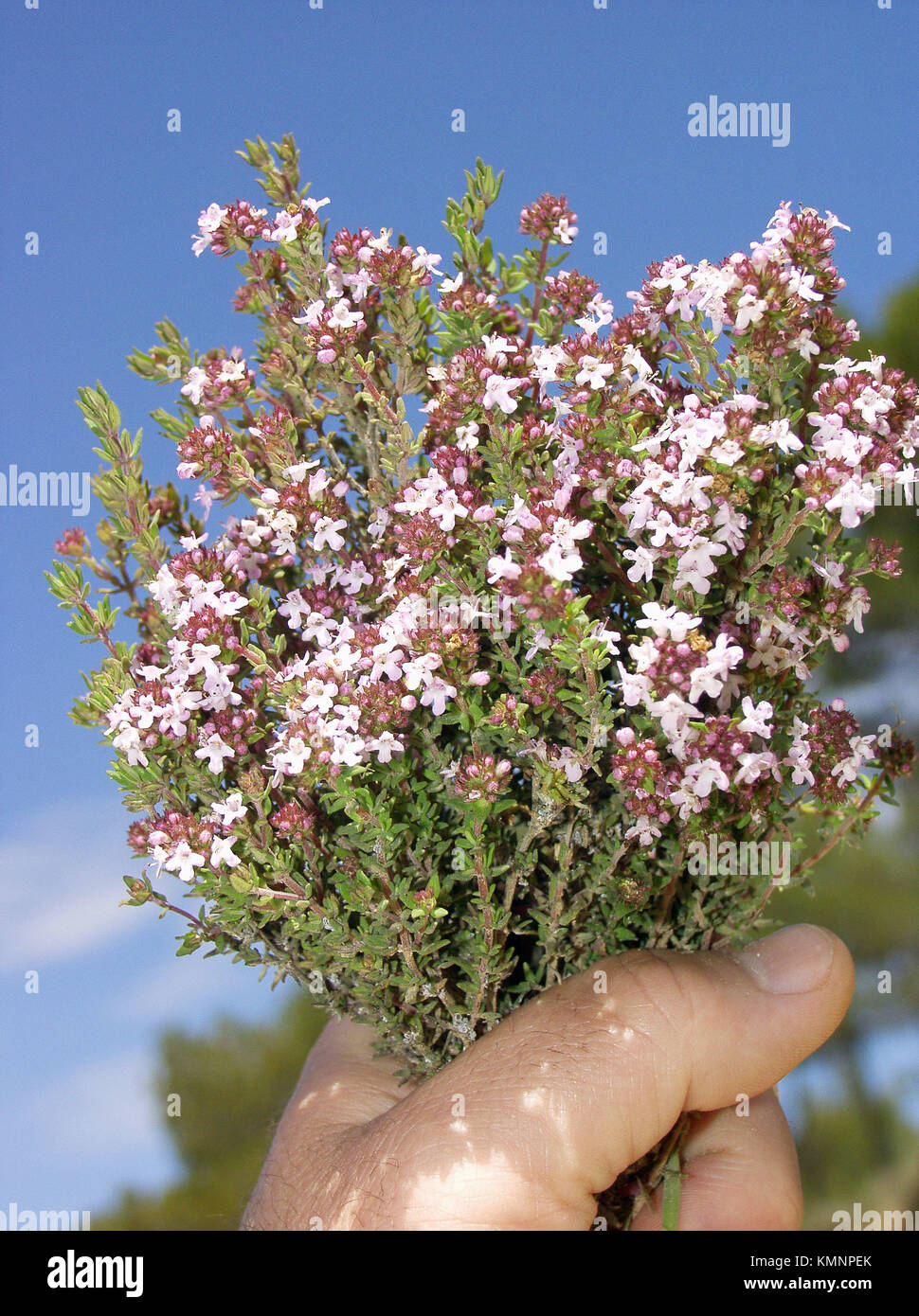 Vulgaris aroma hi-res stock photography and images - Alamy