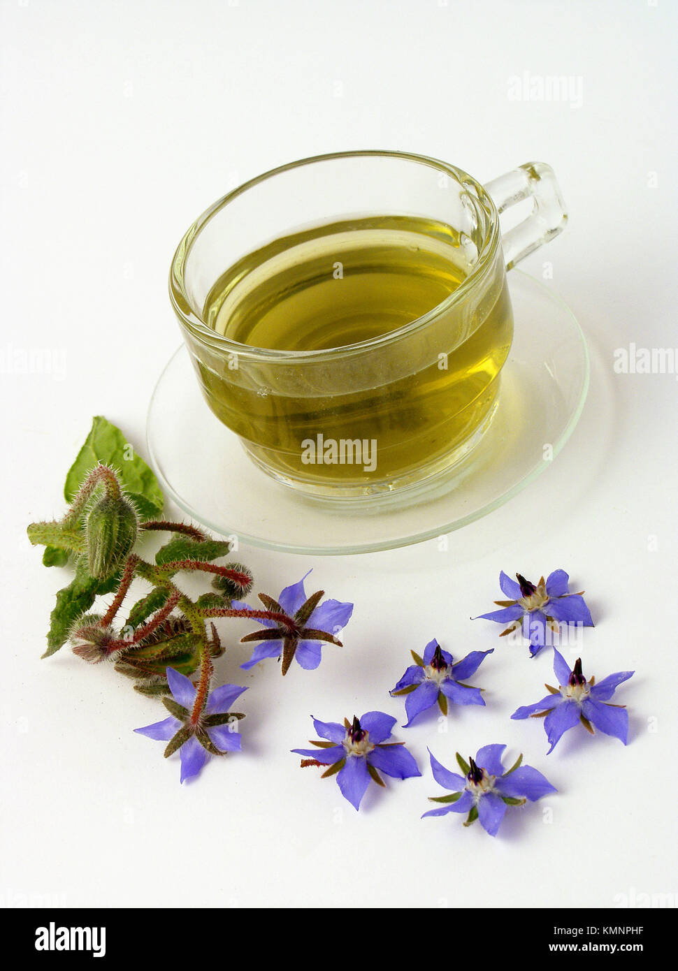 Cut borage hi-res stock photography and images - Alamy