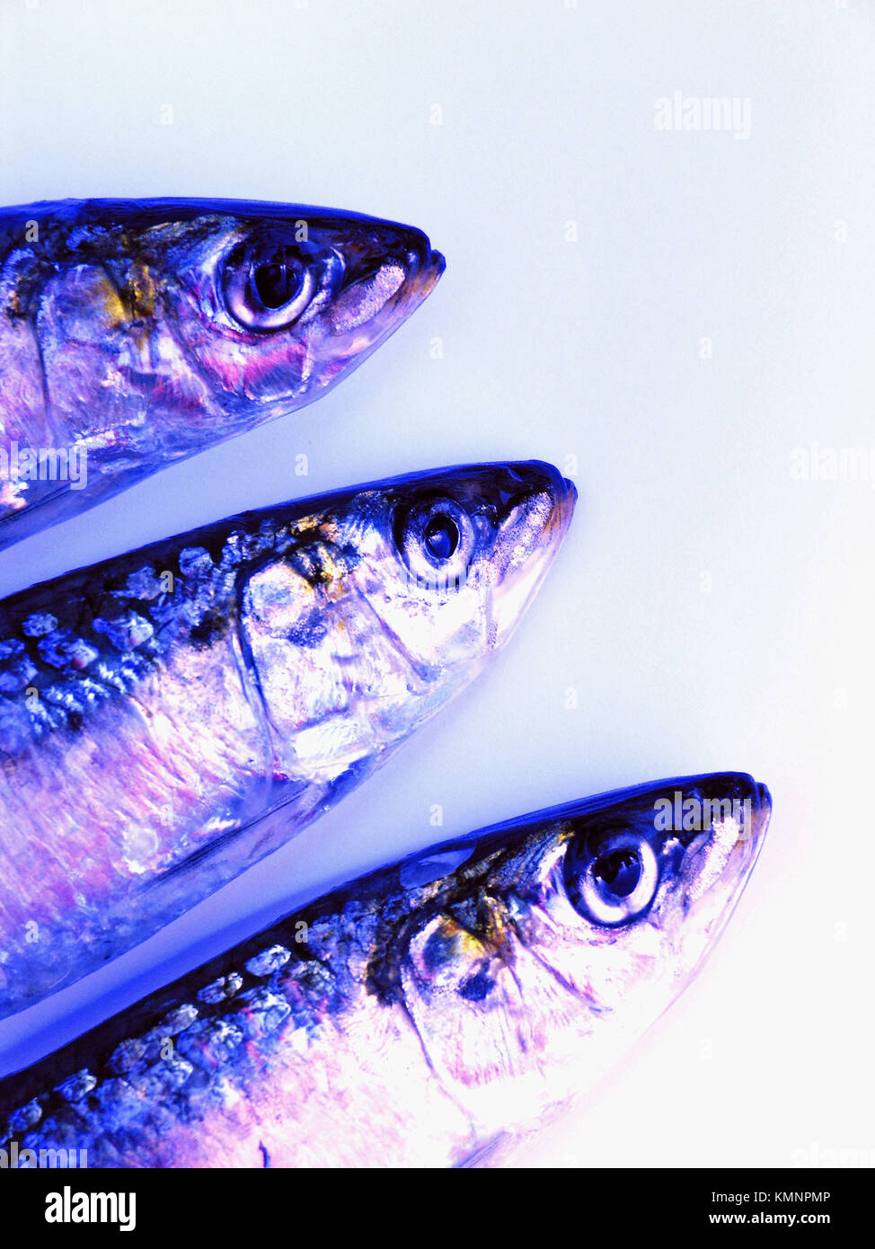 Very good sardines hi-res stock photography and images - Alamy