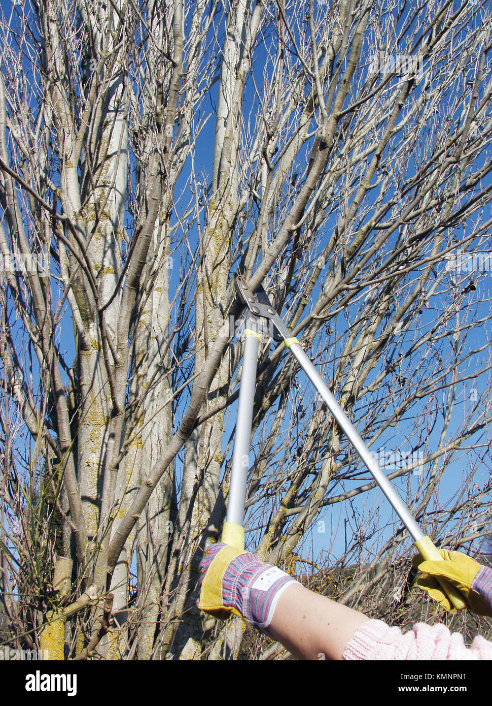 Black poplar branch hi-res stock photography and images - Alamy