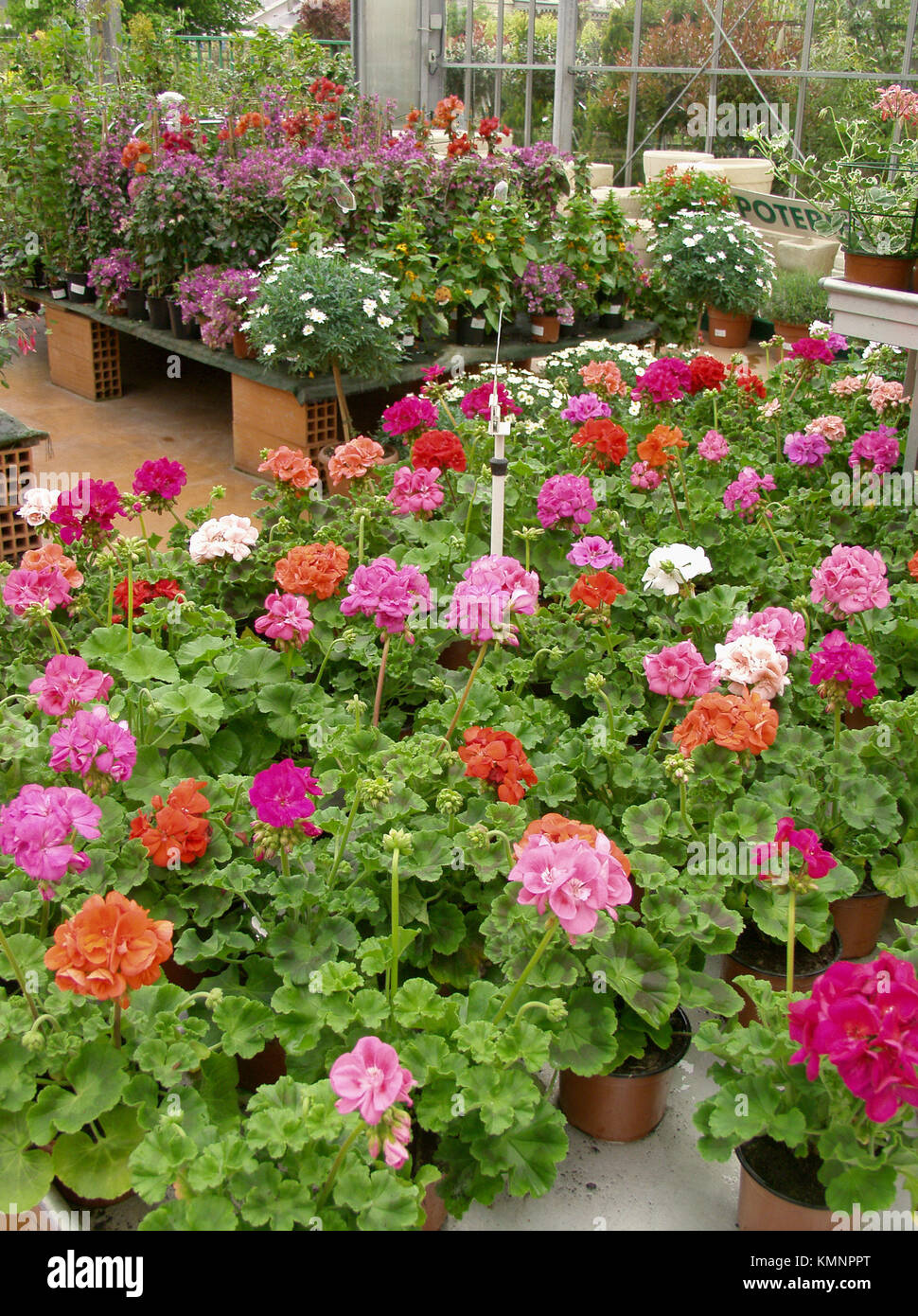 Greenhouse with Geraniums (Pelargonium sp.). Luchon, France Stock Photo ...