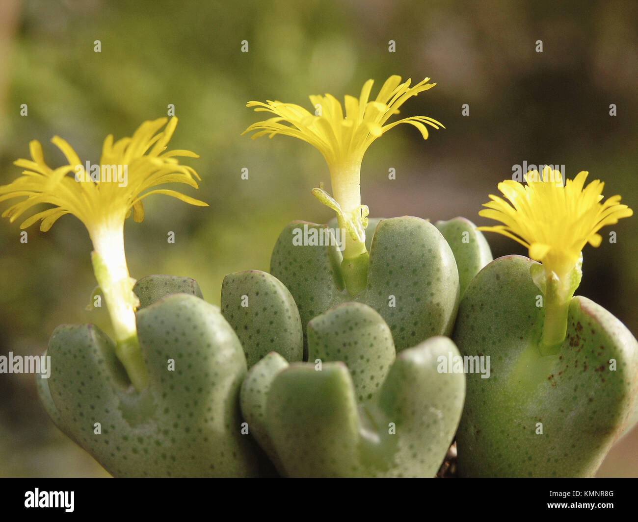 Desert ephemeral plant hi-res stock photography and images - Alamy