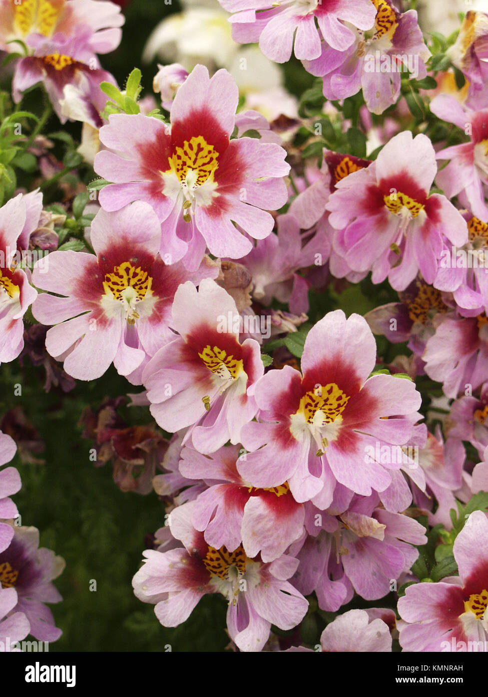 Schizanthus flower orchid hi-res stock photography and images - Alamy