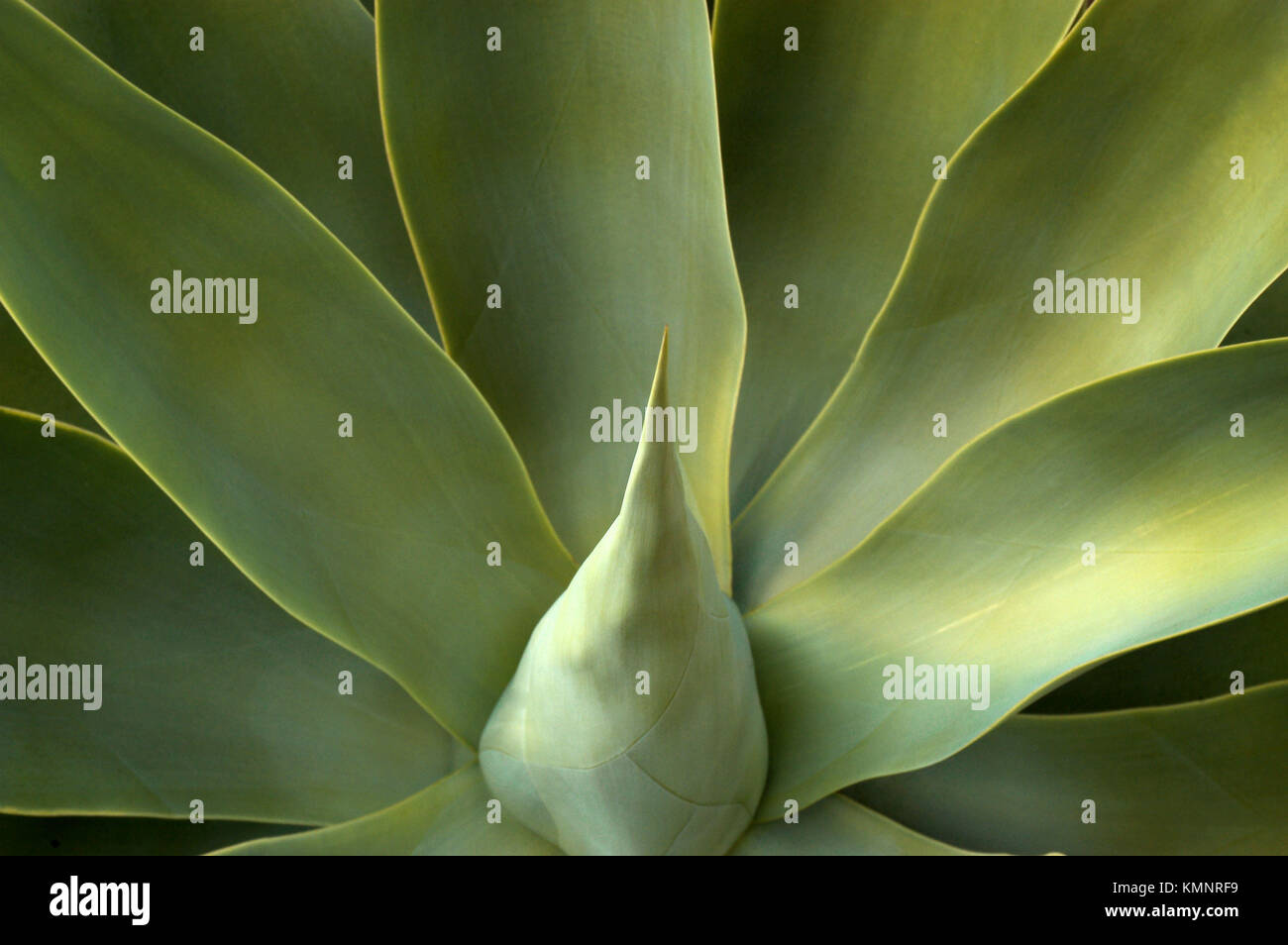 Green sharp point cactus hi-res stock photography and images - Alamy