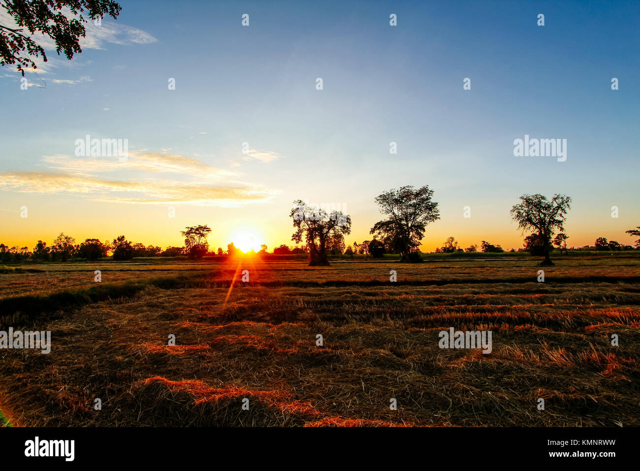 beautiful twilight at the paddy field Stock Photo - Alamy