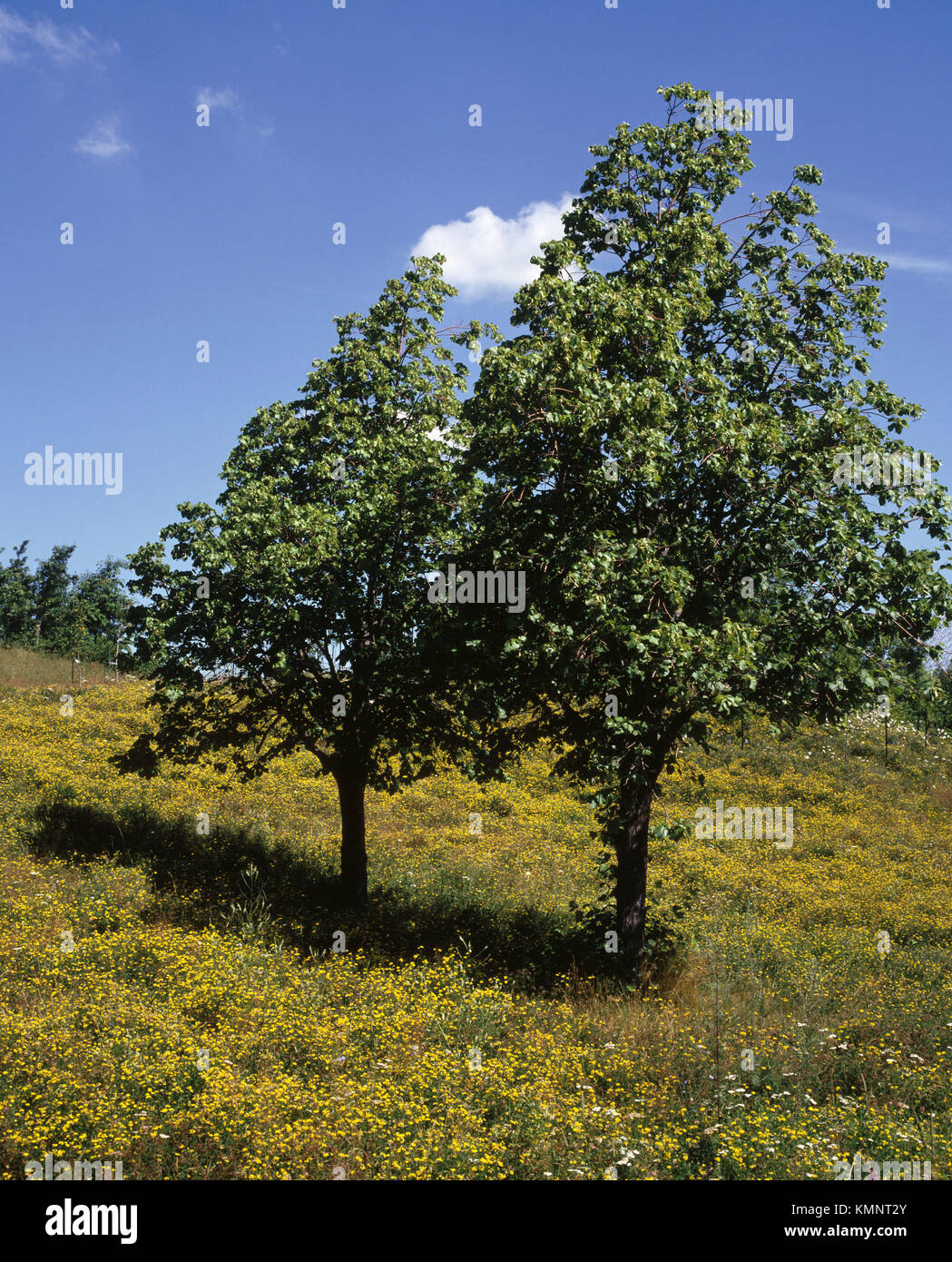 Wildflowers In Quebec Stock Photos & Wildflowers In Quebec Stock Images ...