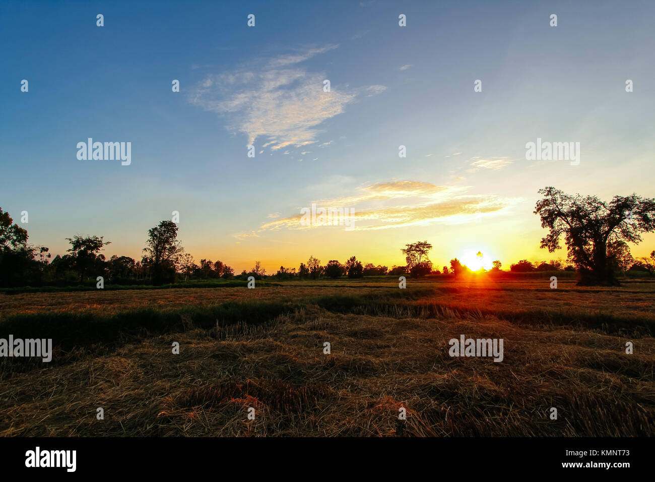beautiful twilight at the paddy field Stock Photo - Alamy