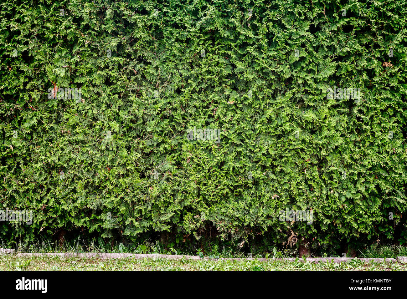 Green grass and green thuja hedge background Stock Photo - Alamy