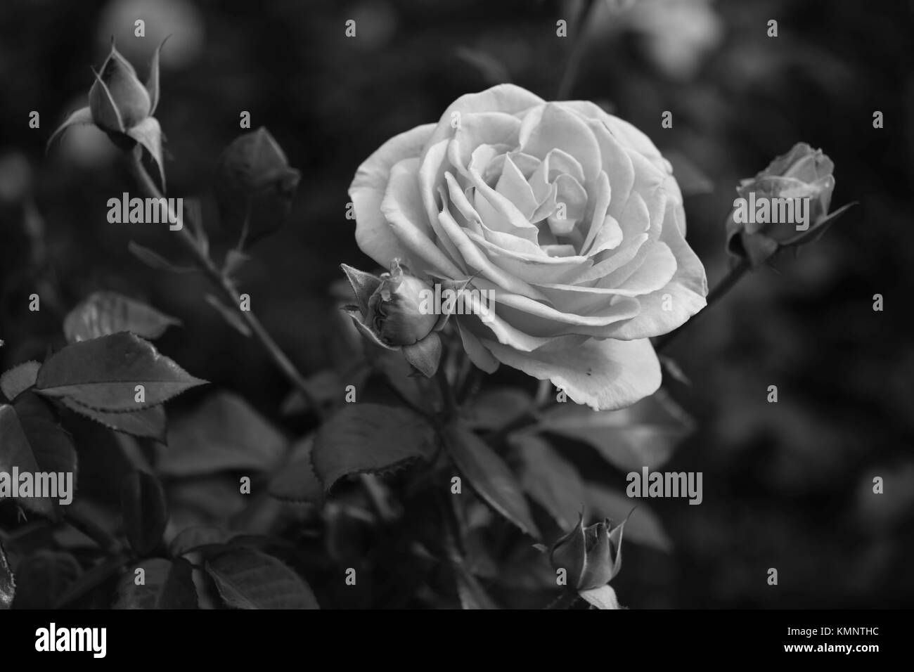 blossoming rose flower monochrome Stock Photo - Alamy